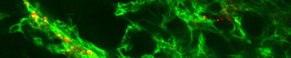 Neural Communication and the Operation of Neural Circuits