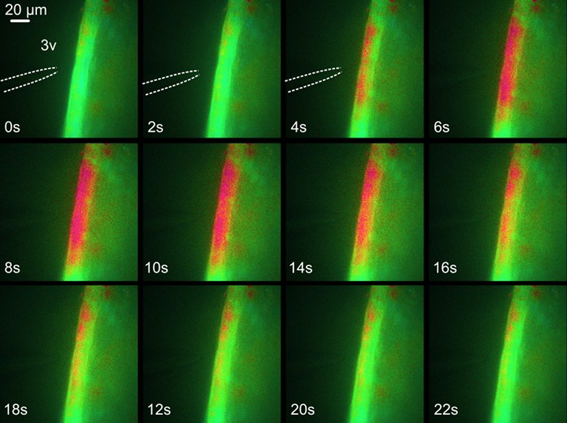 Neural Communication and the Operation of Neural Circuits